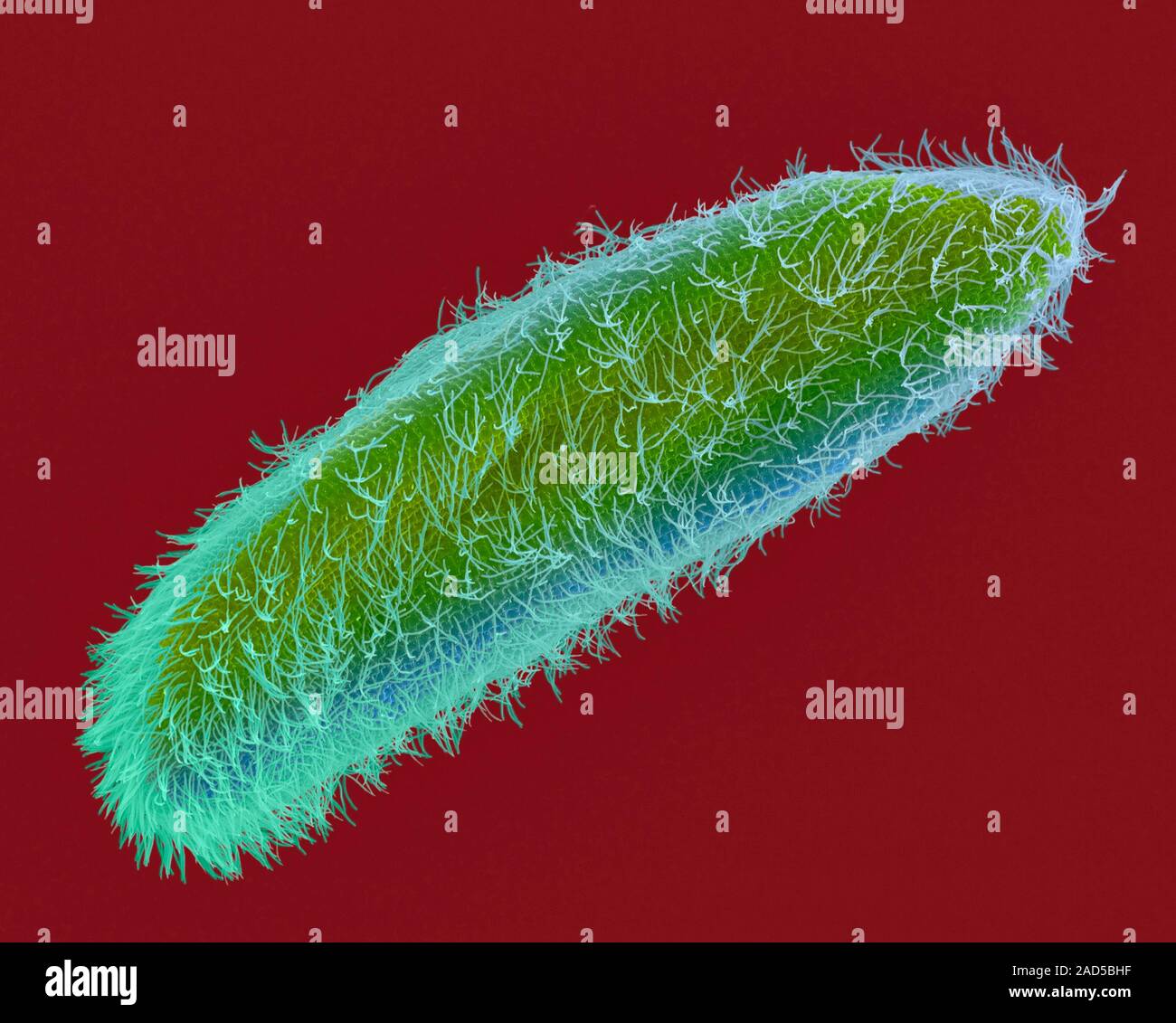 Ciliated protozoan, Paramecium multimicronucleatum, coloured scanning ... Ciliated protozoan, Paramecium multimicronucleatum, coloured scanning ...