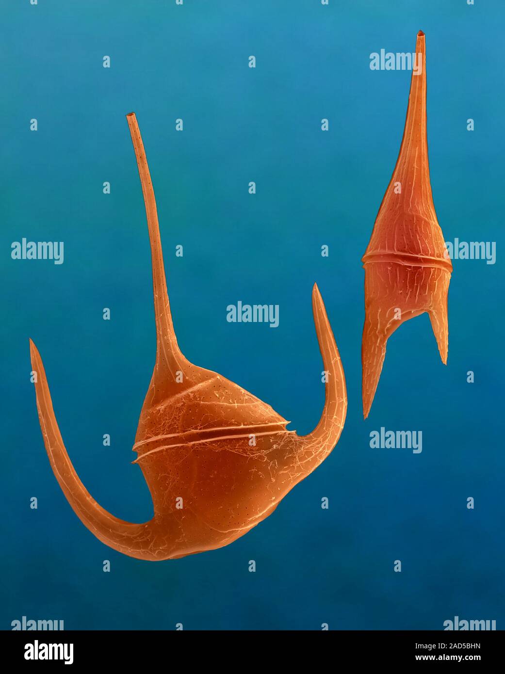 Coloured scanning electron micrograph (SEM) of marine dinoflagellates ...