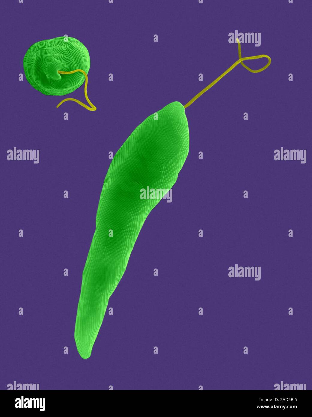 Coloured scanning electron micrograph (SEM) of Euglena gracilis, fresh ...