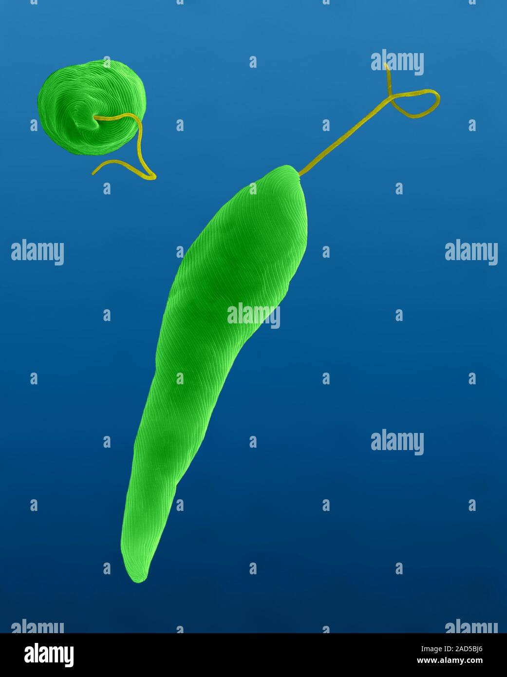 Coloured scanning electron micrograph (SEM) of Euglena gracilis, fresh ...