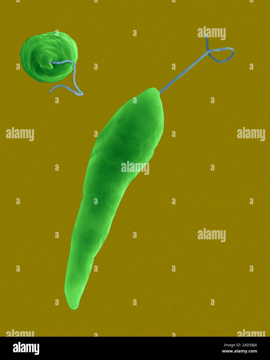 Coloured scanning electron micrograph (SEM) of Euglena gracilis, fresh ... Coloured scanning electron micrograph (SEM) of Euglena gracilis, fresh ...