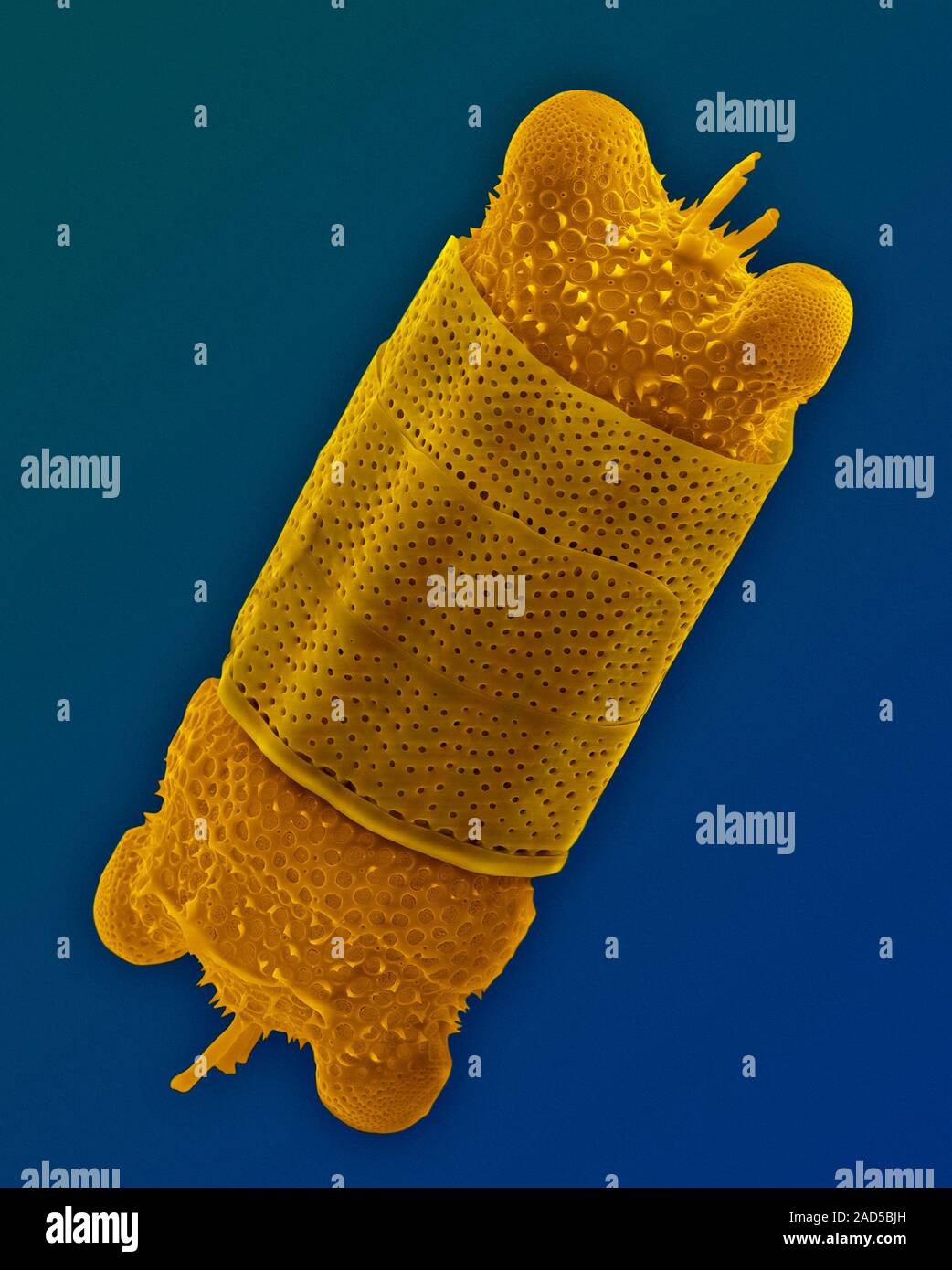 Coloured scanning electron micrograph (SEM) of marine centric diatom ...