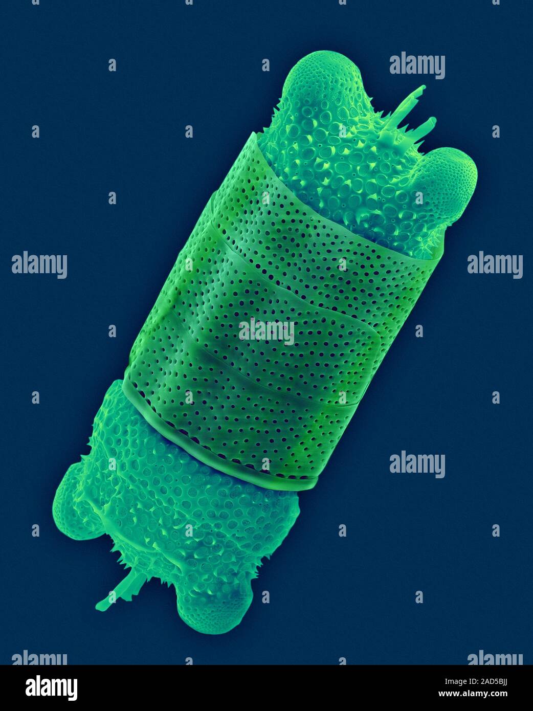 Coloured scanning electron micrograph (SEM) of marine centric diatom ...