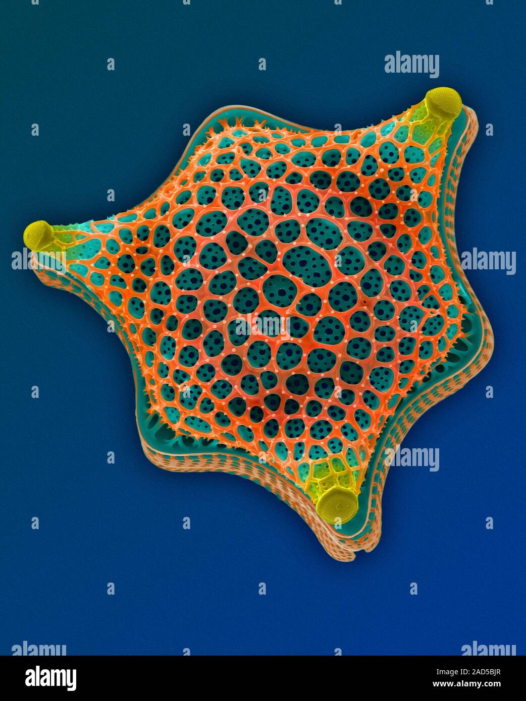 Coloured scanning electron micrograph (SEM) of marine centric diatom ...