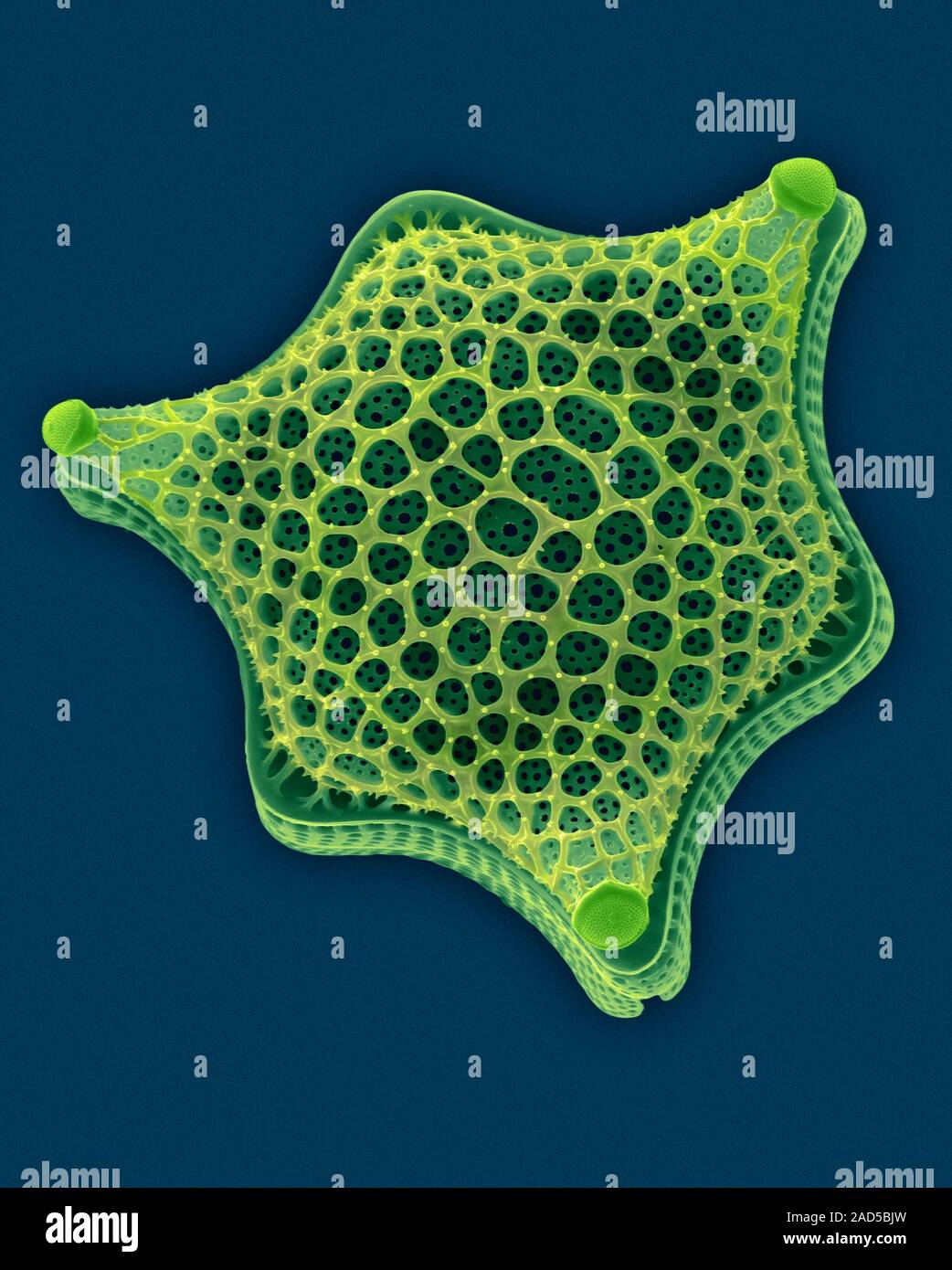 Coloured scanning electron micrograph (SEM) of marine centric diatom ...