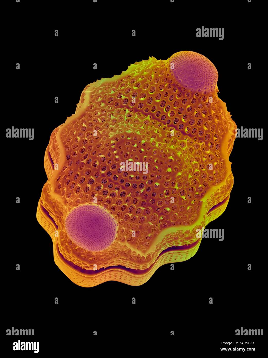Coloured scanning electron micrograph (SEM) of marine centric diatom ...