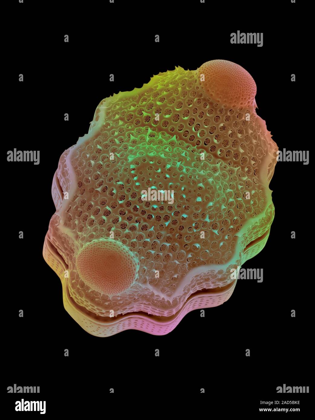 Coloured scanning electron micrograph (SEM) of marine centric diatom ...