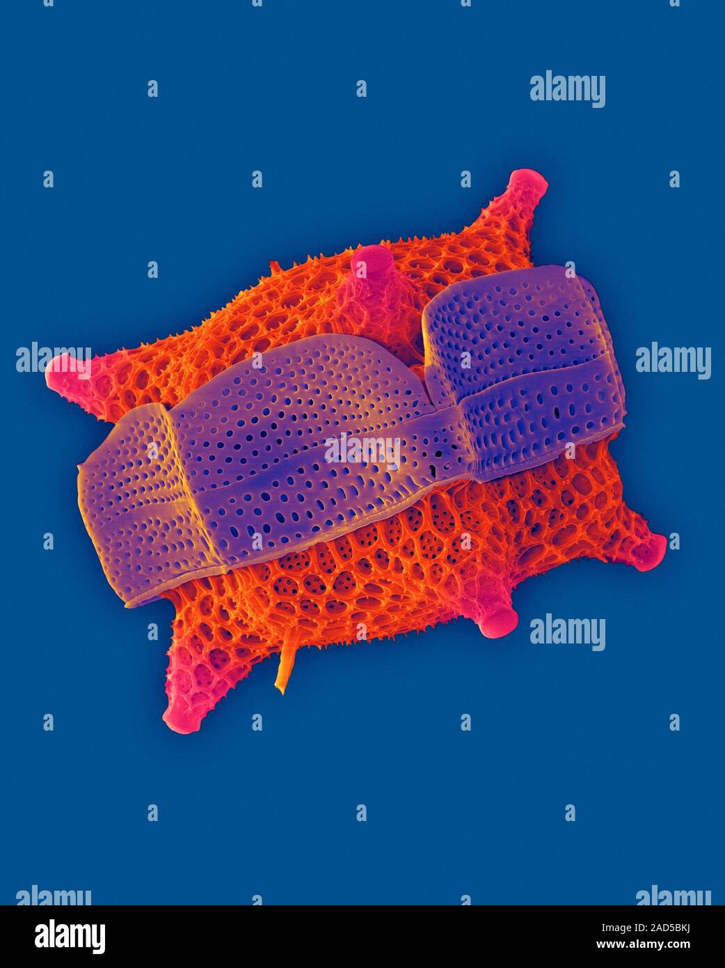 Coloured scanning electron micrograph (SEM) of marine centric diatom ...