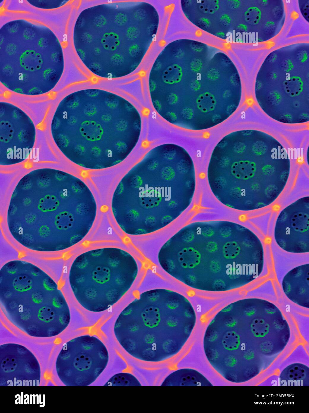 Coloured scanning electron micrograph (SEM) of marine centric diatom ...