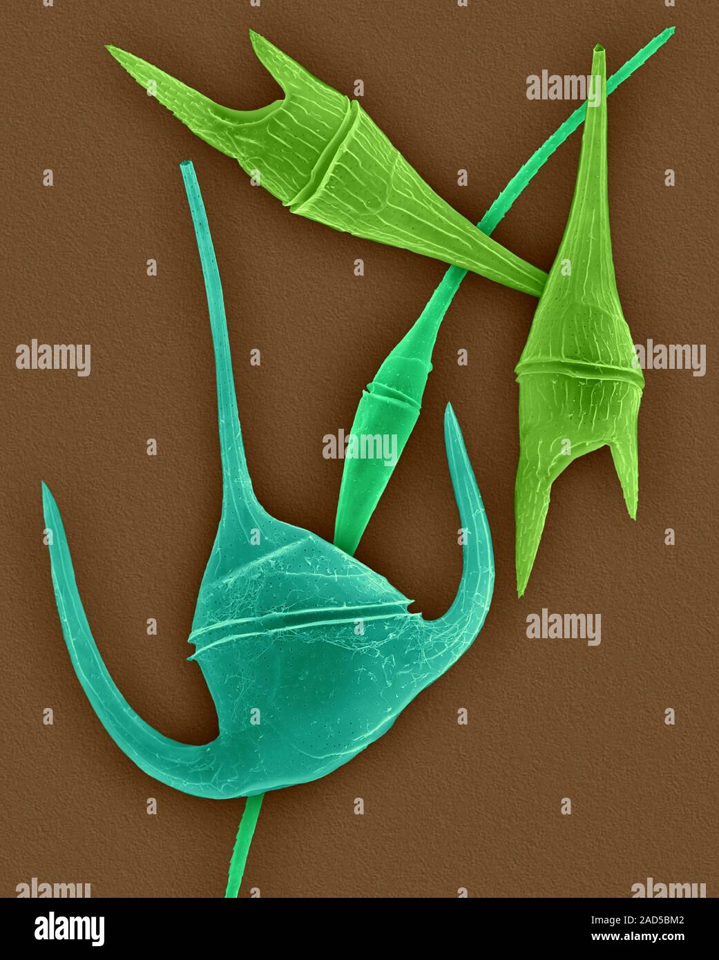 Coloured scanning electron micrograph (SEM) of marine dinoflagellates ...