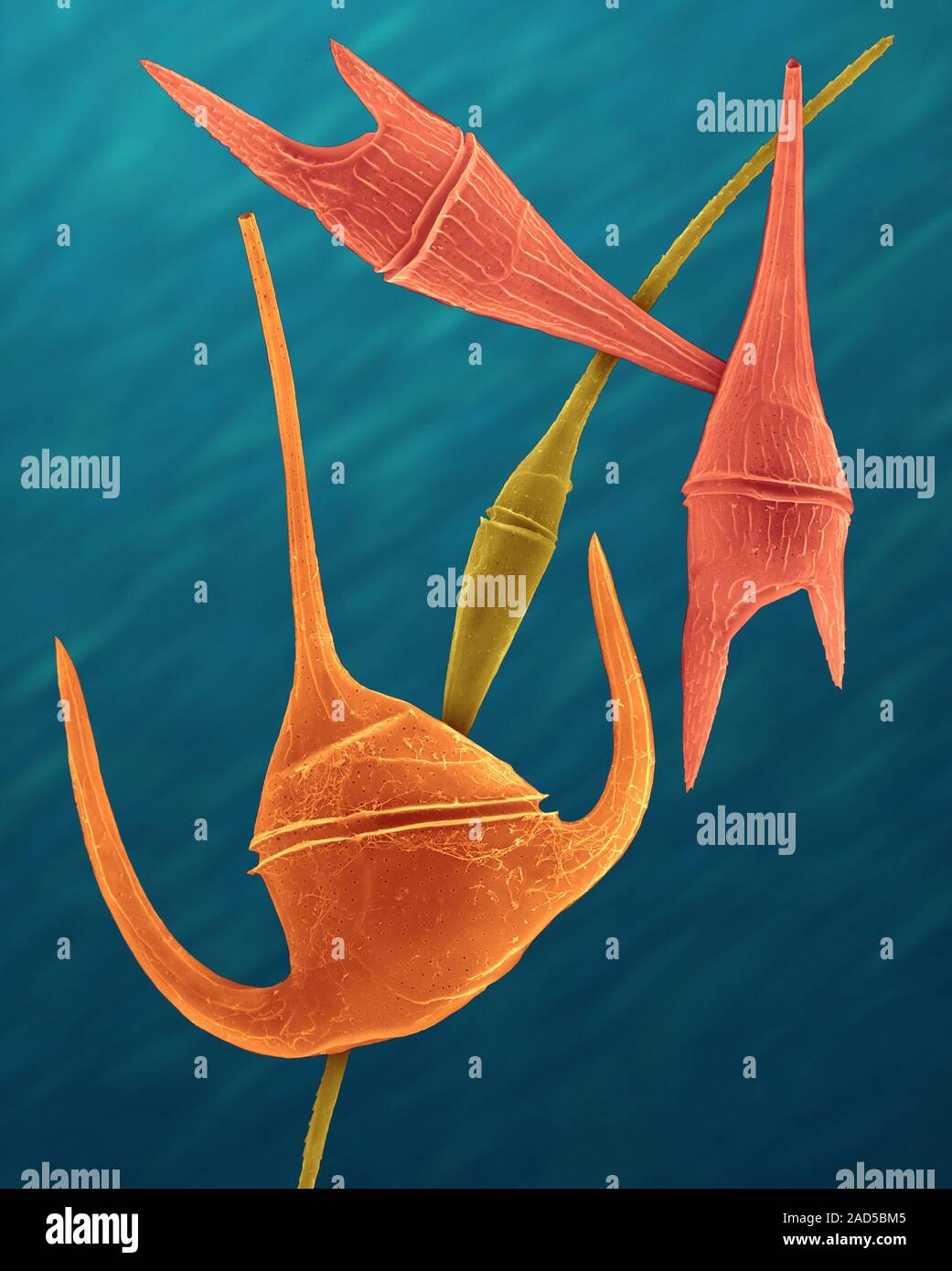 Coloured scanning electron micrograph (SEM) of marine dinoflagellates ...