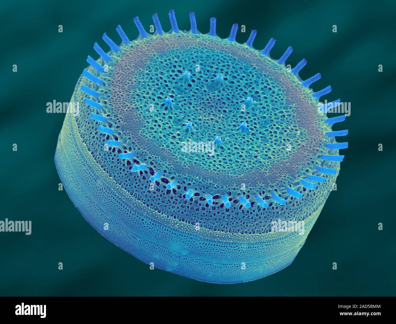 Coloured scanning electron micrograph (SEM) of fresh water centric ...