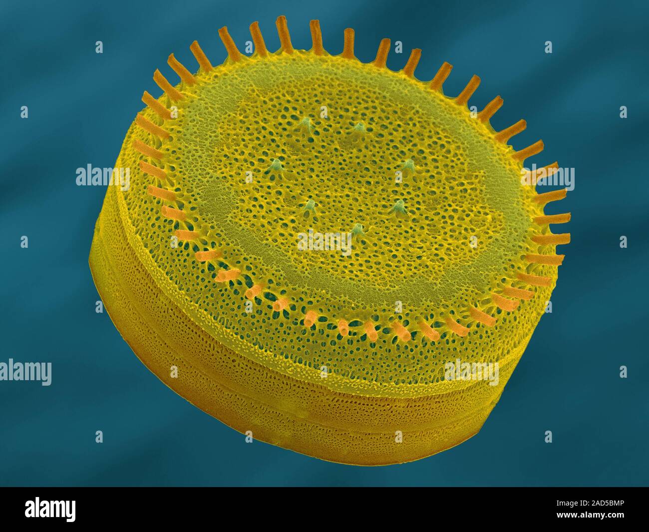 Coloured scanning electron micrograph (SEM) of fresh water centric ...