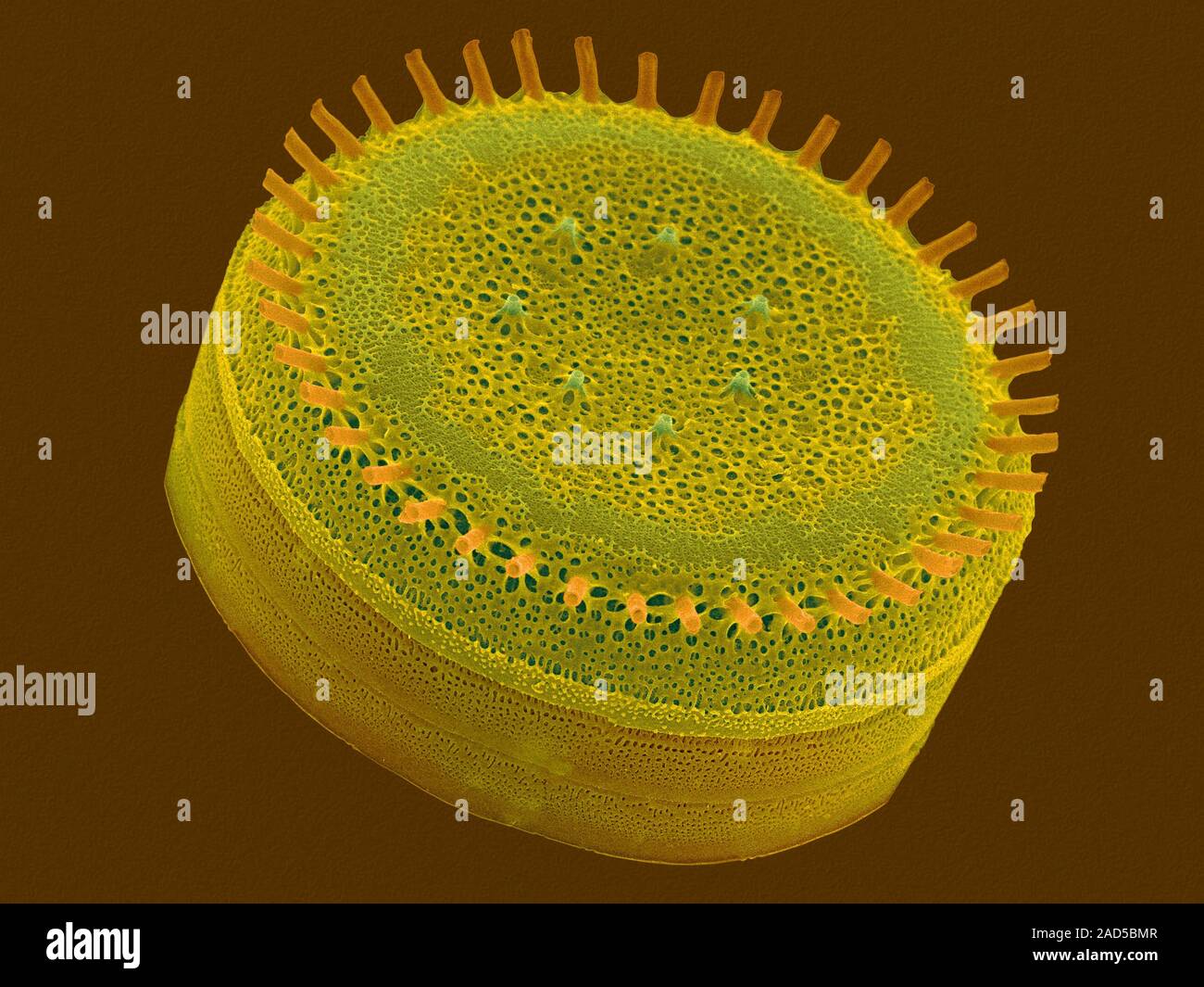 Coloured scanning electron micrograph (SEM) of fresh water centric ...