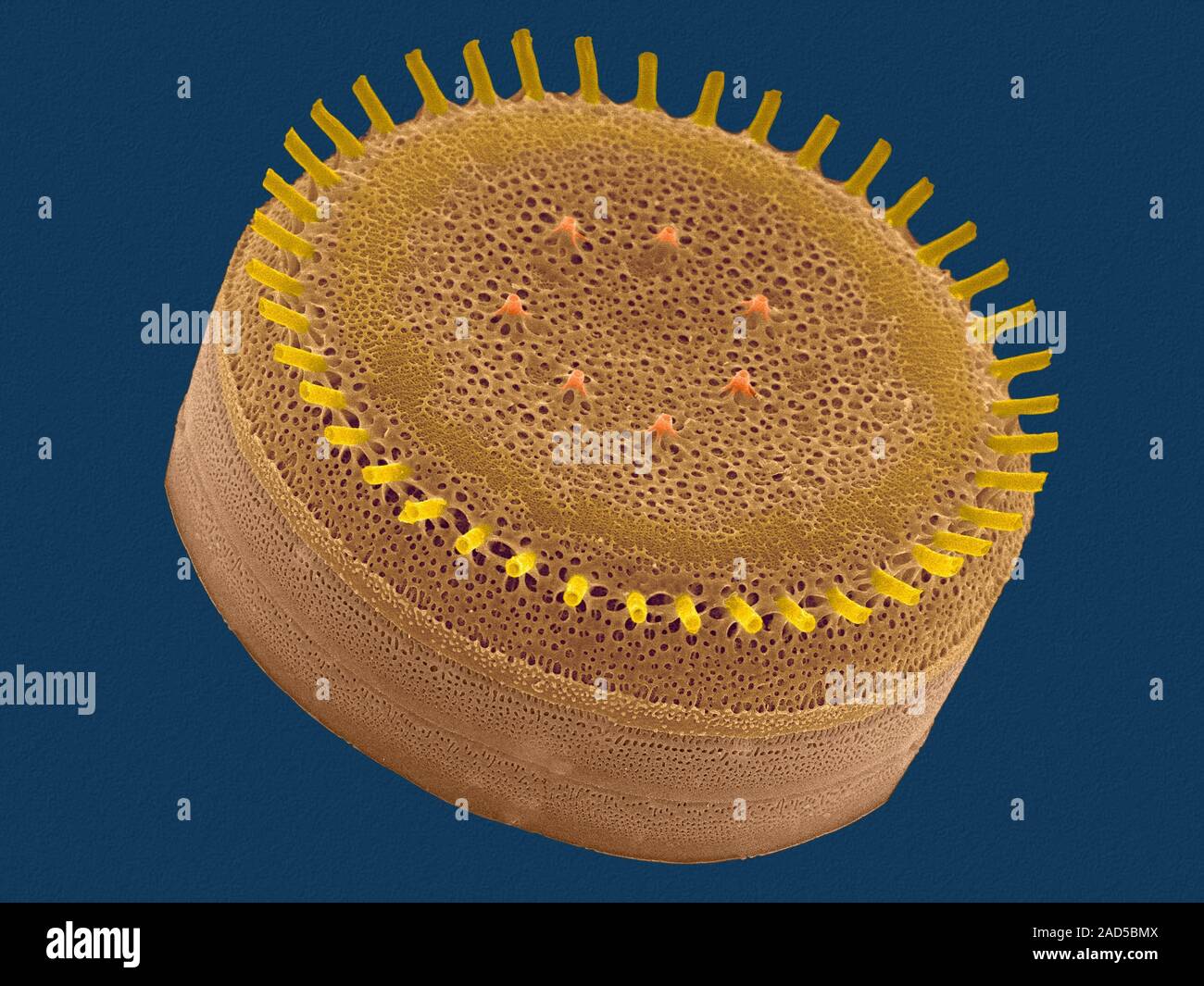 Coloured scanning electron micrograph (SEM) of fresh water centric ...