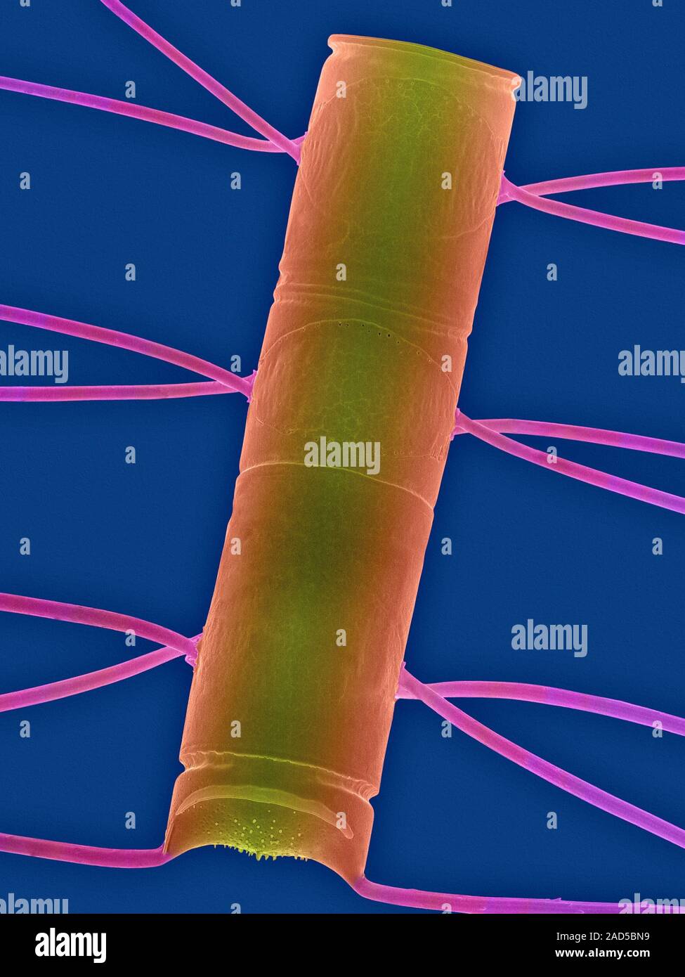 Coloured scanning electron micrograph (SEM) of marine, filamentous ...