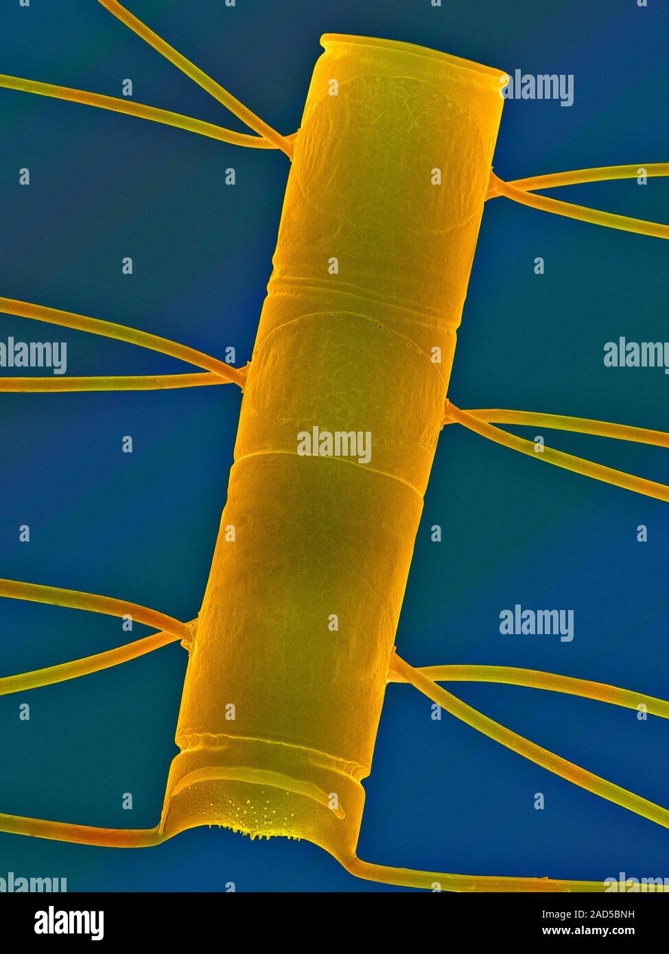 Coloured scanning electron micrograph (SEM) of marine, filamentous ...