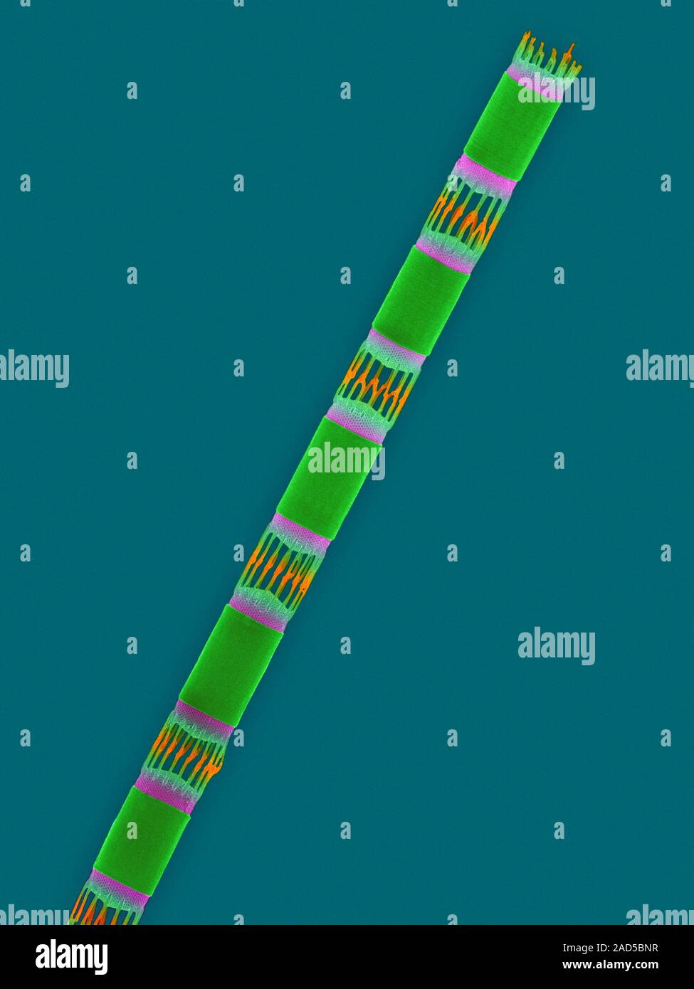 Coloured scanning electron micrograph (SEM) of marine, filamentous ...