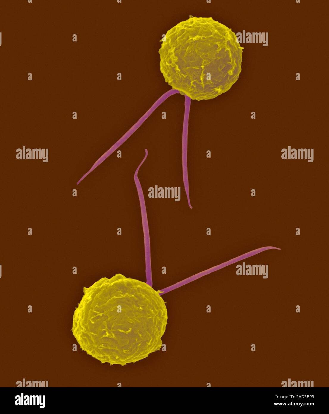 Coloured scanning electron micrograph (SEM) of marine phytoplankton ...