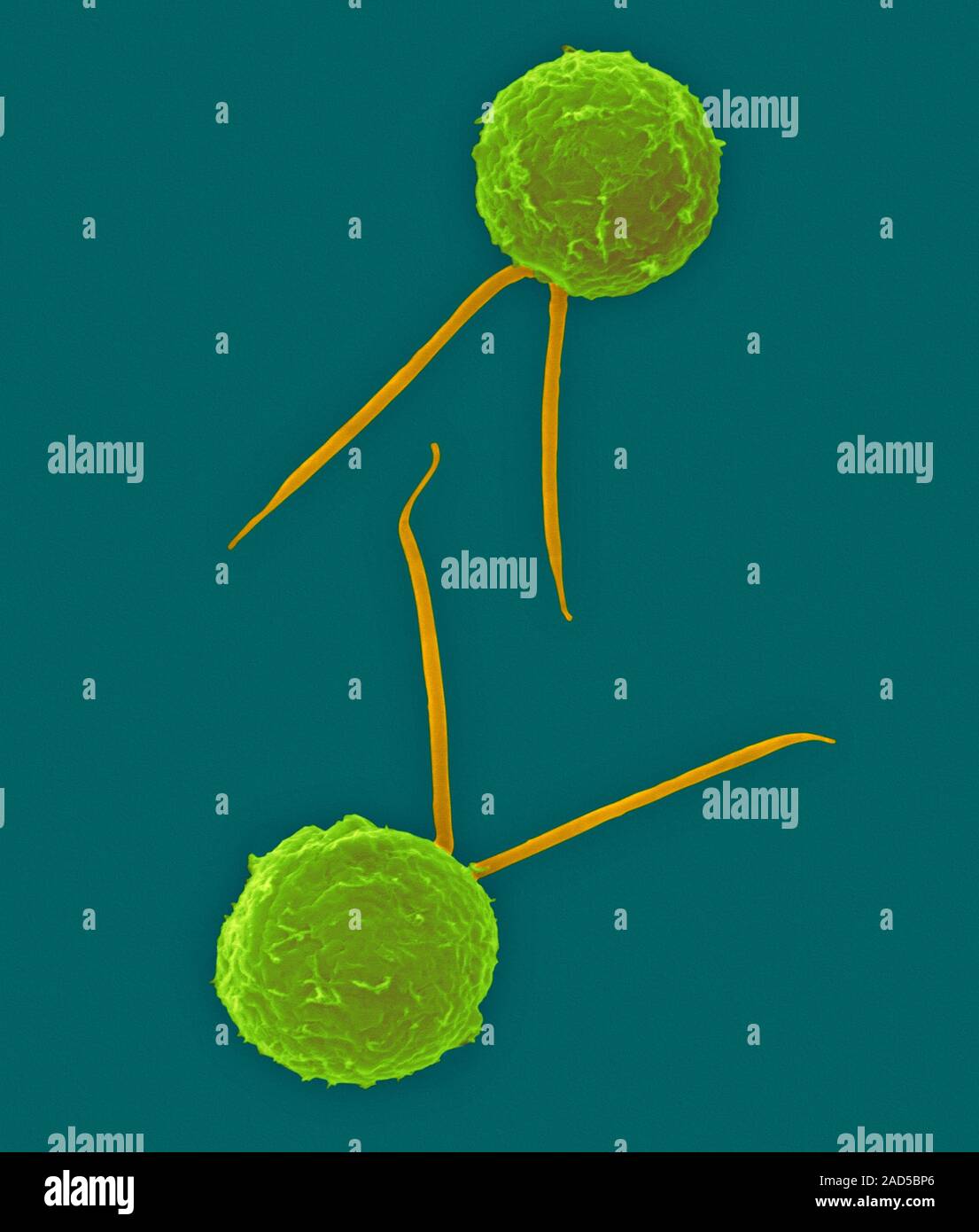 Coloured scanning electron micrograph (SEM) of marine phytoplankton ...