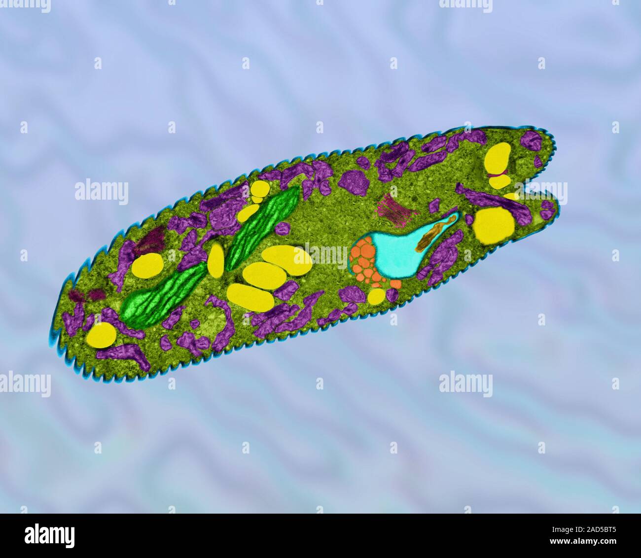 Euglena Cell