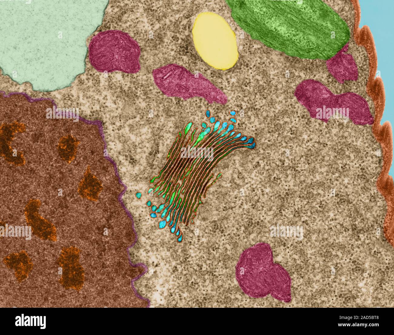 Coloured scanning electron micrograph (TEM) of Euglena gracilis cell ...