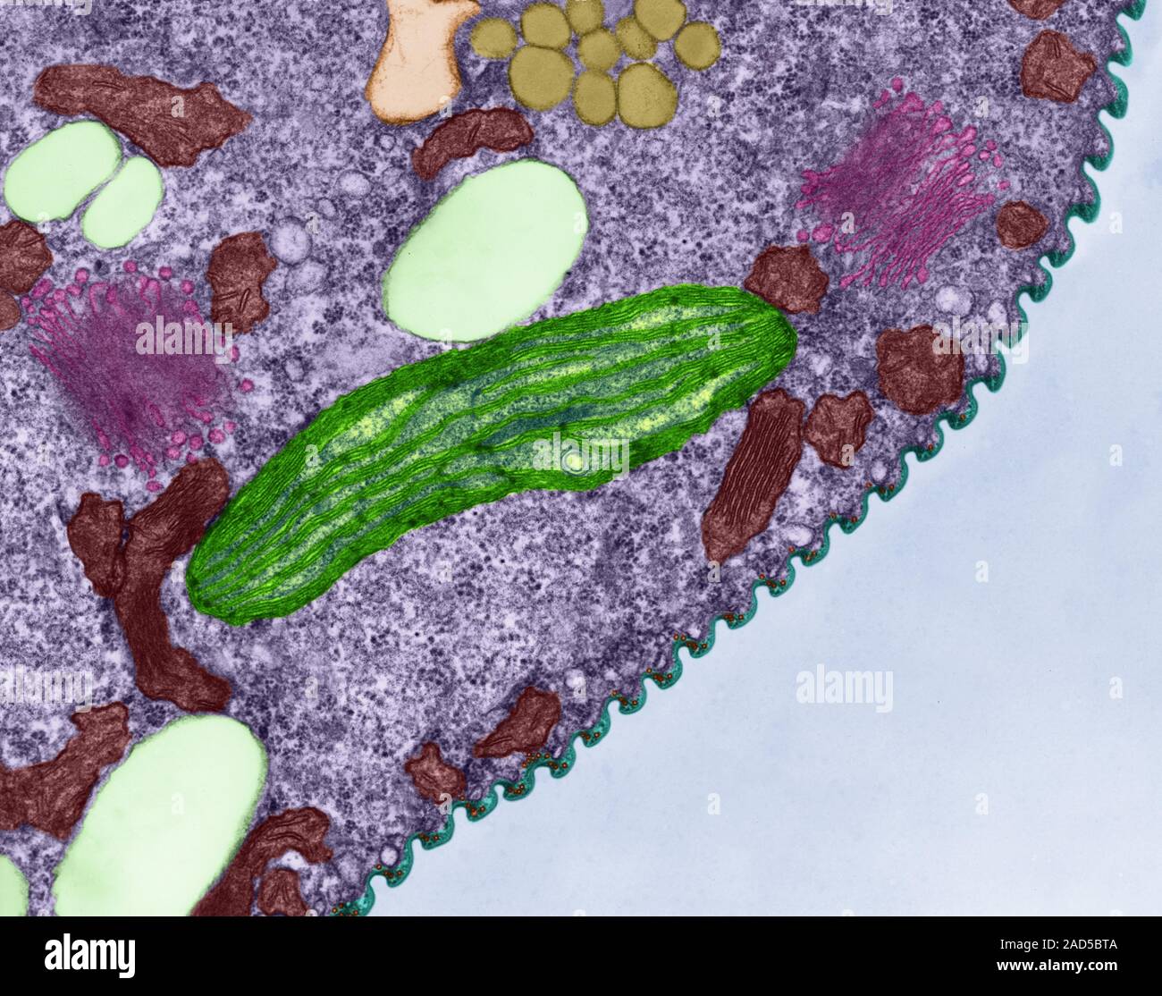 Coloured scanning electron micrograph (TEM) of Euglena gracilis cell ...