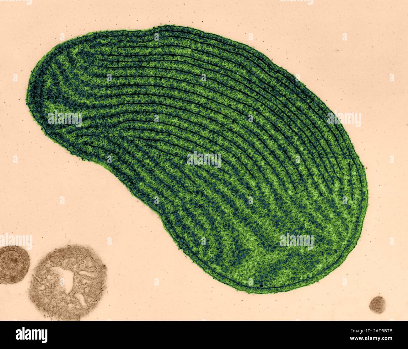 Coloured scanning electron micrograph (TEM) of chloroplast from a red ...