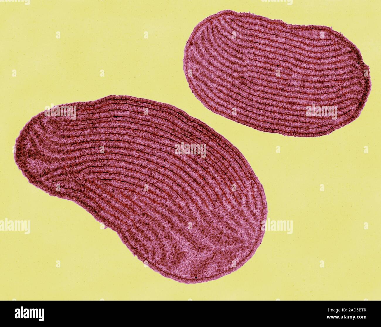 Coloured scanning electron micrograph (TEM) of chloroplasts from a red ...
