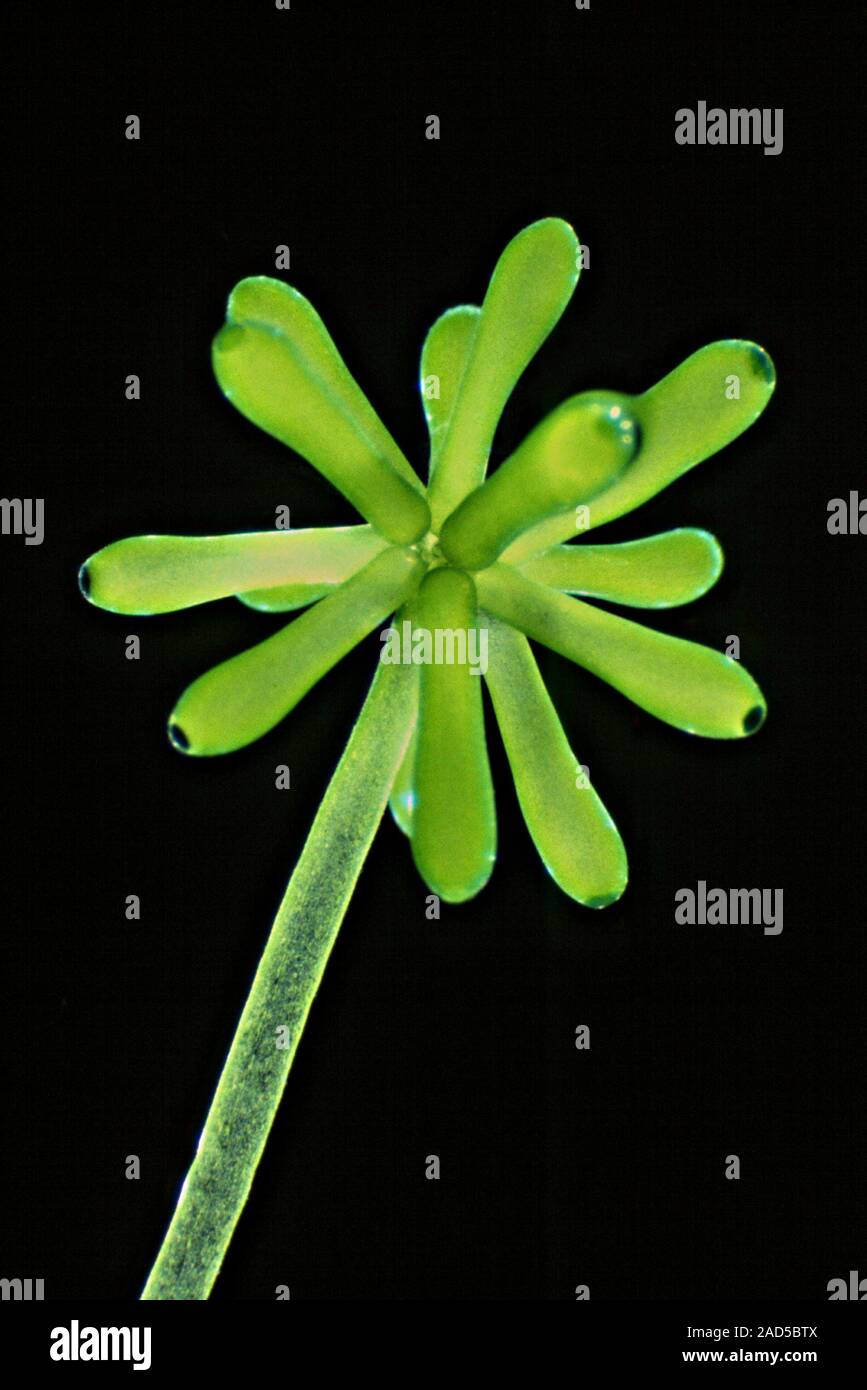 Darkfield light micrograph (LM) of Green alga (Acetabularia peniculus ...