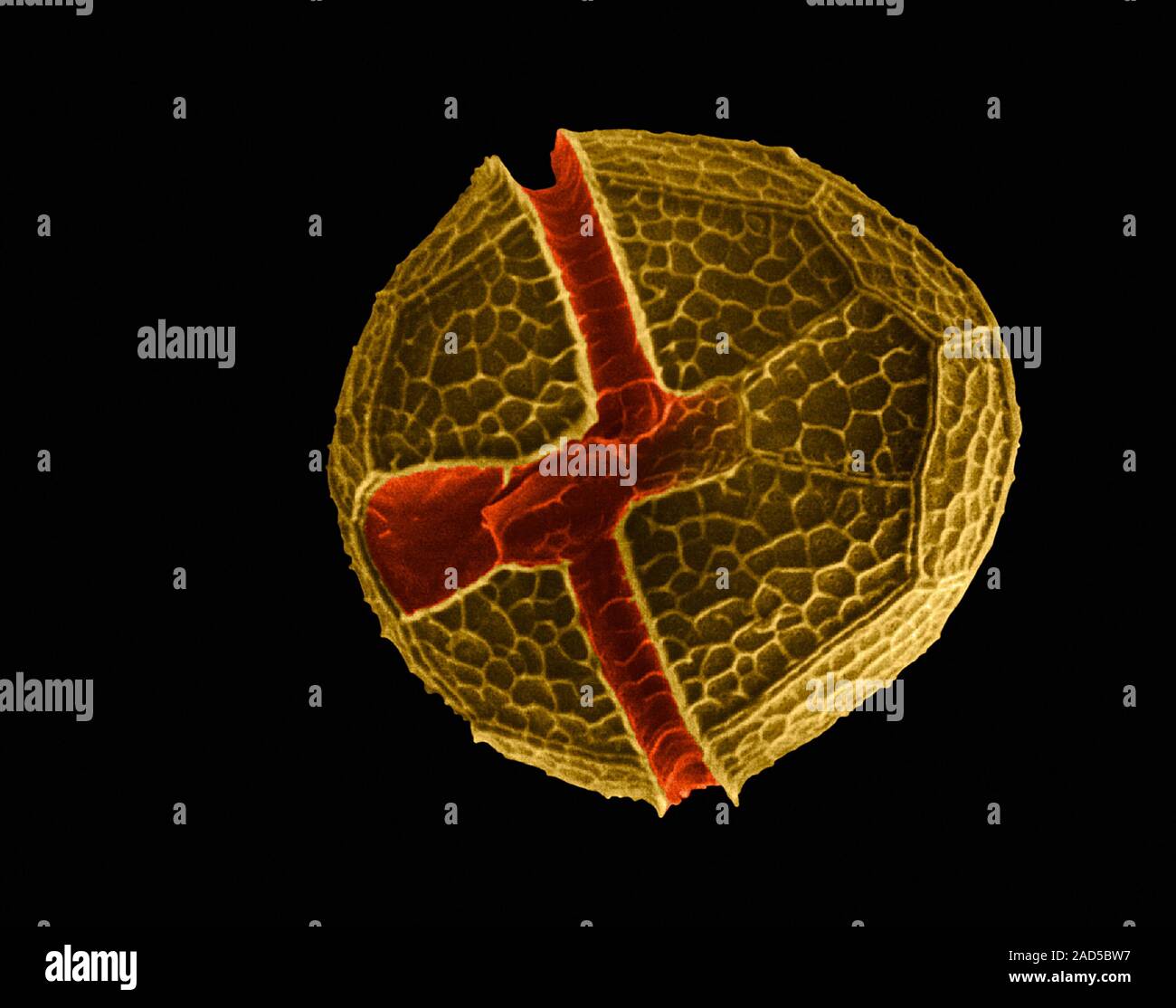 Coloured scanning electron micrograph (SEM) of Peridinium sp., marine ...