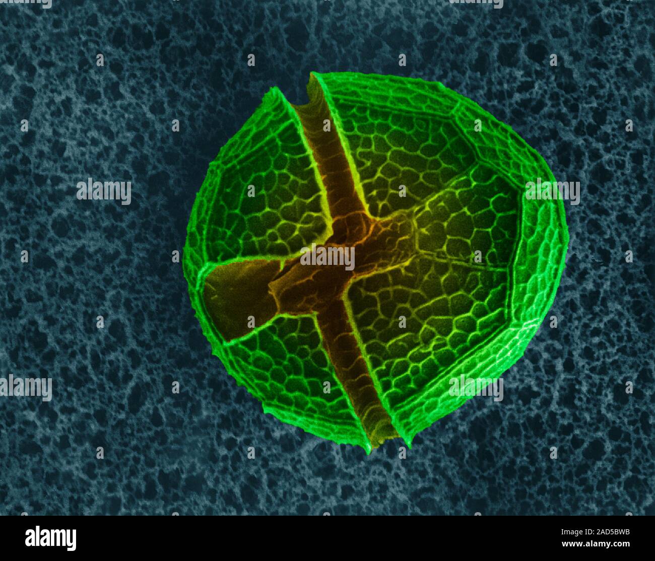 Coloured scanning electron micrograph (SEM) of Peridinium sp., marine ...