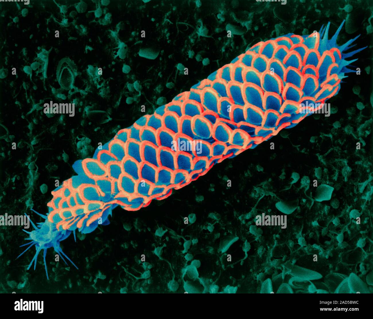 Coloured scanning electron micrograph (SEM) of Mallomonas sp., golden ...