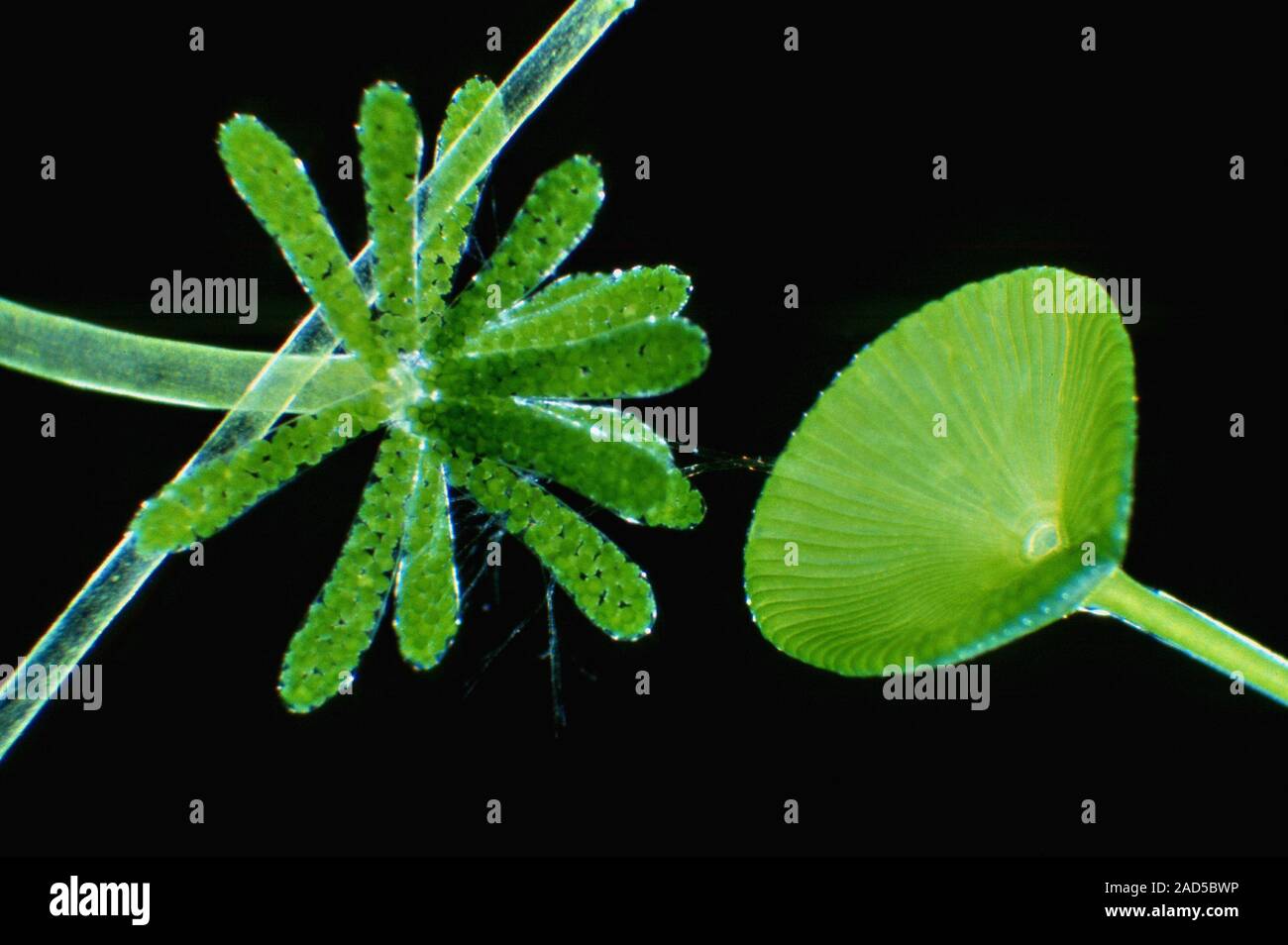 Darkfield light micrograph (LM) of Green algae (Acetabularia peniculus ...