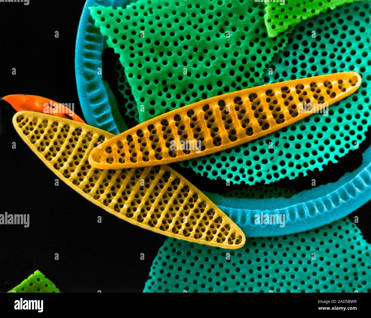Coloured scanning electron micrograph (SEM) of pennate (Diatoma sp ...