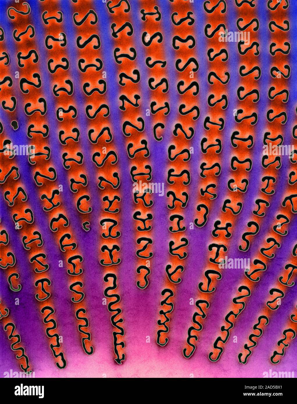 Coloured Scanning Electron Micrograph Sem Of Outer Surface Ornamentation Of A Freshwater