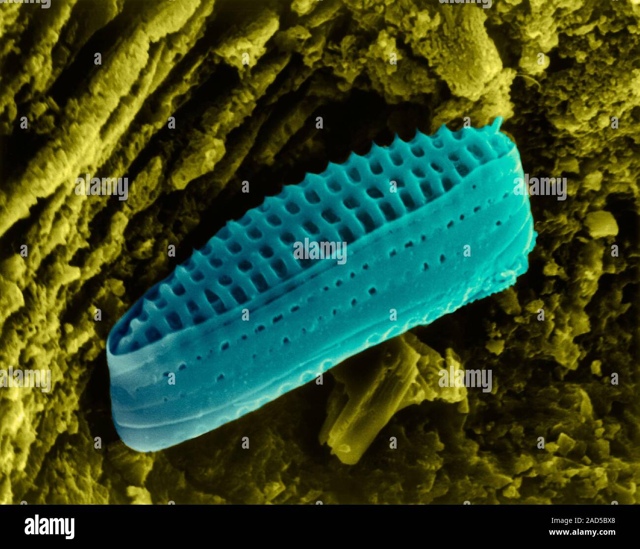 Coloured scanning electron micrograph (SEM) of salt water pennate ...