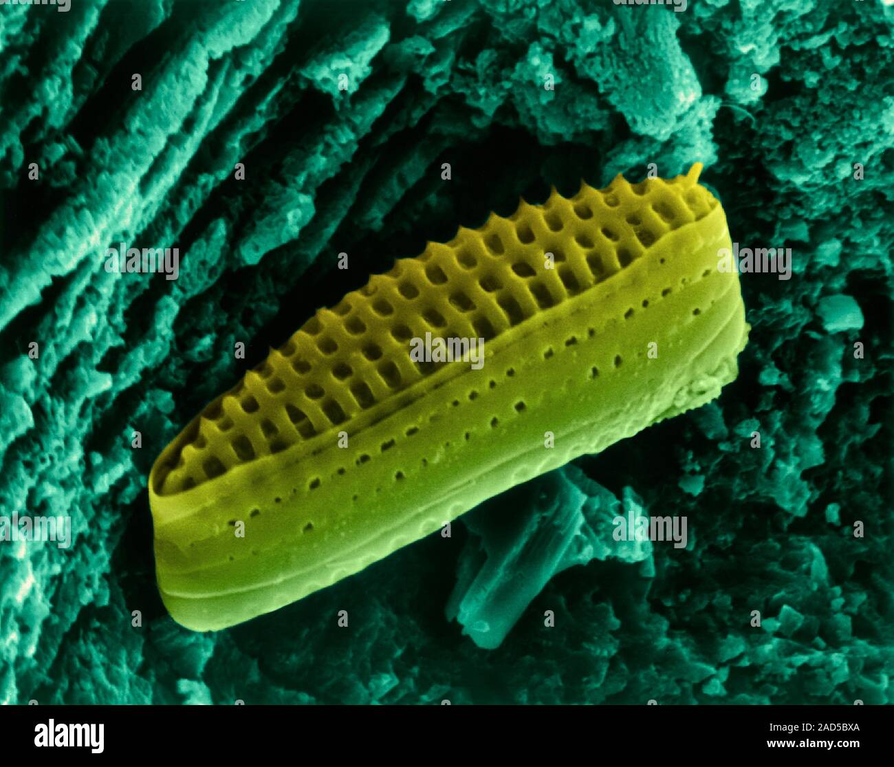 Coloured scanning electron micrograph (SEM) of salt water pennate ...
