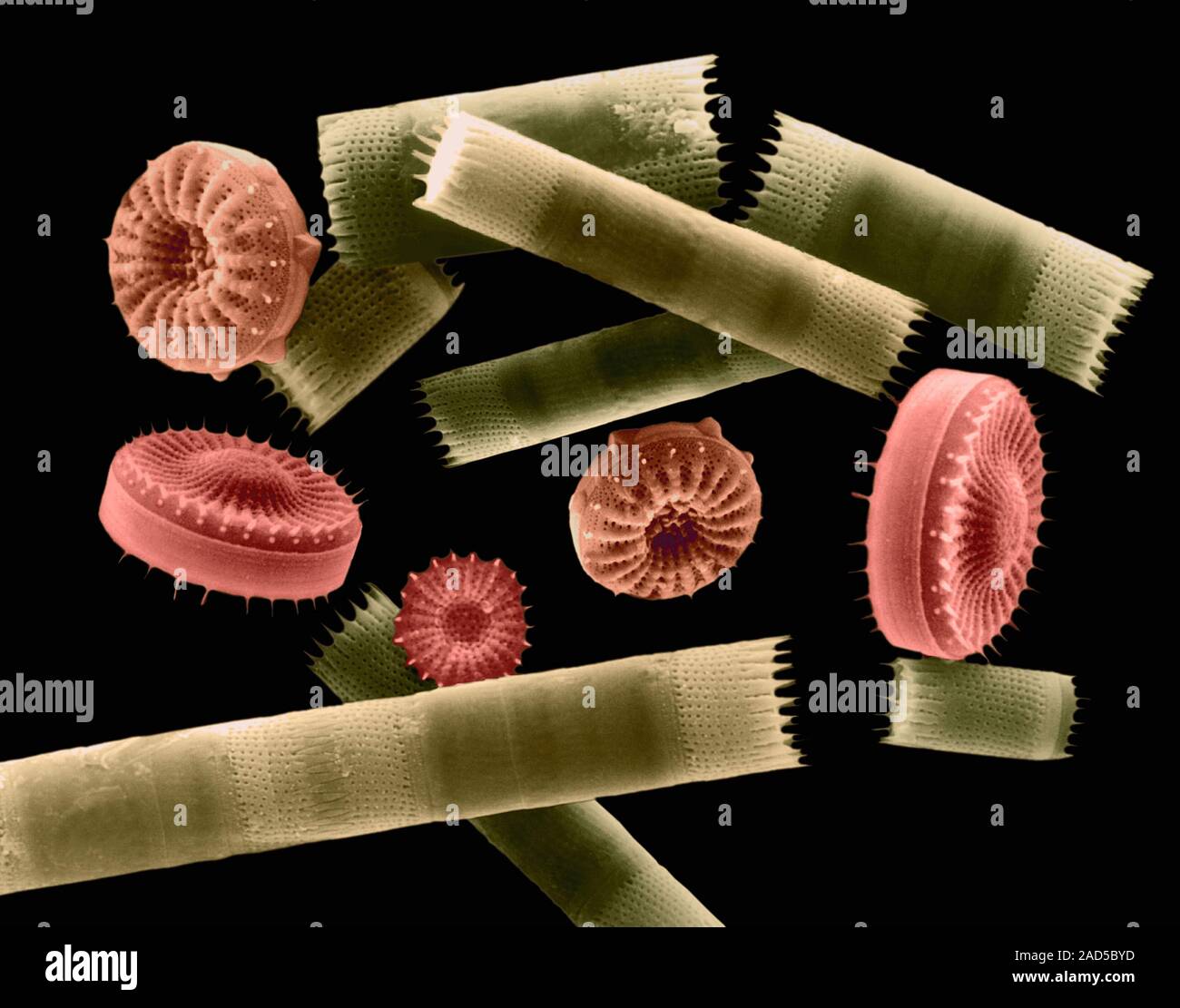 Coloured scanning electron micrograph (SEM) of freshwater centric ...