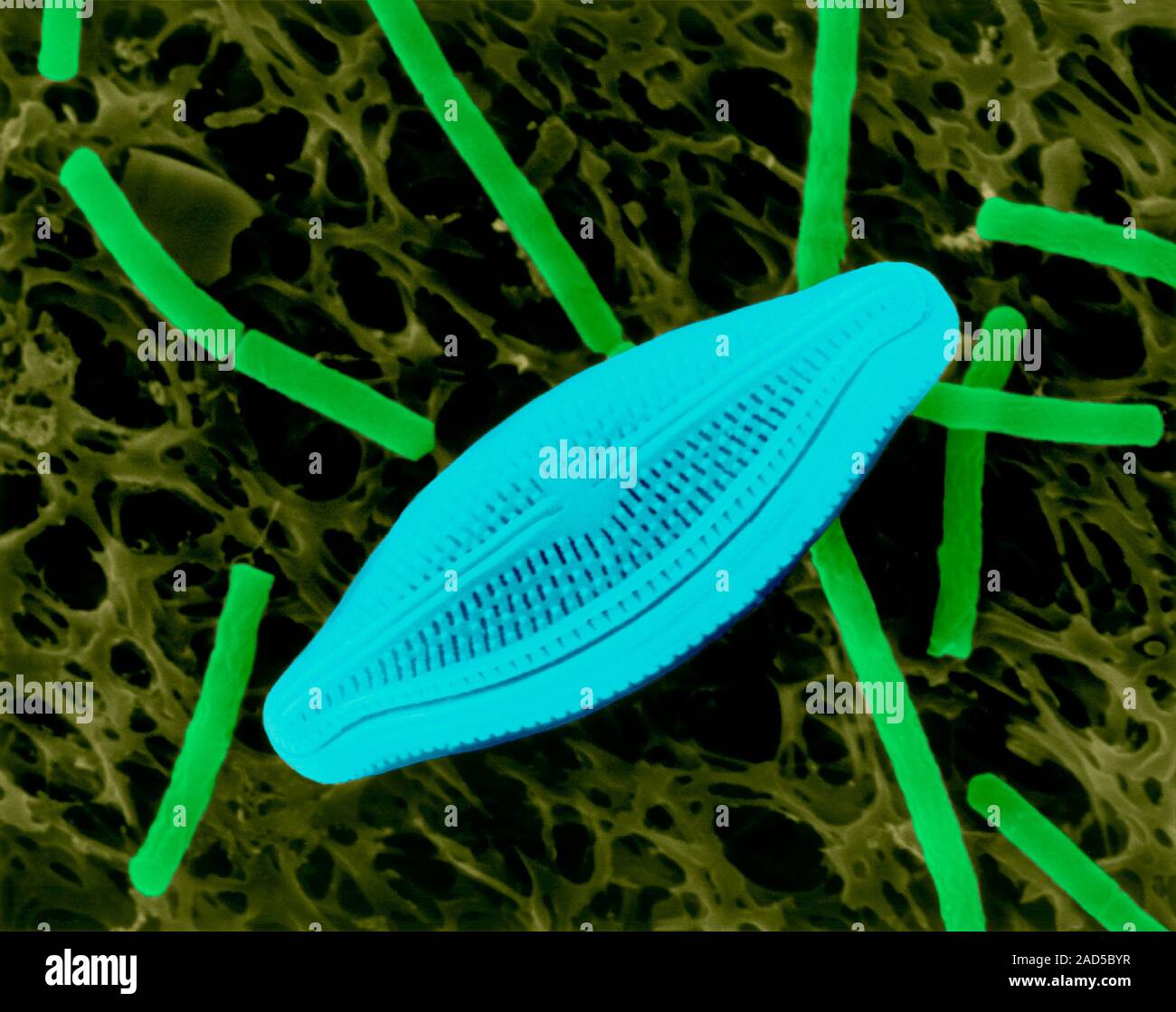 Coloured scanning electron micrograph (SEM) of fresh water pennate ...