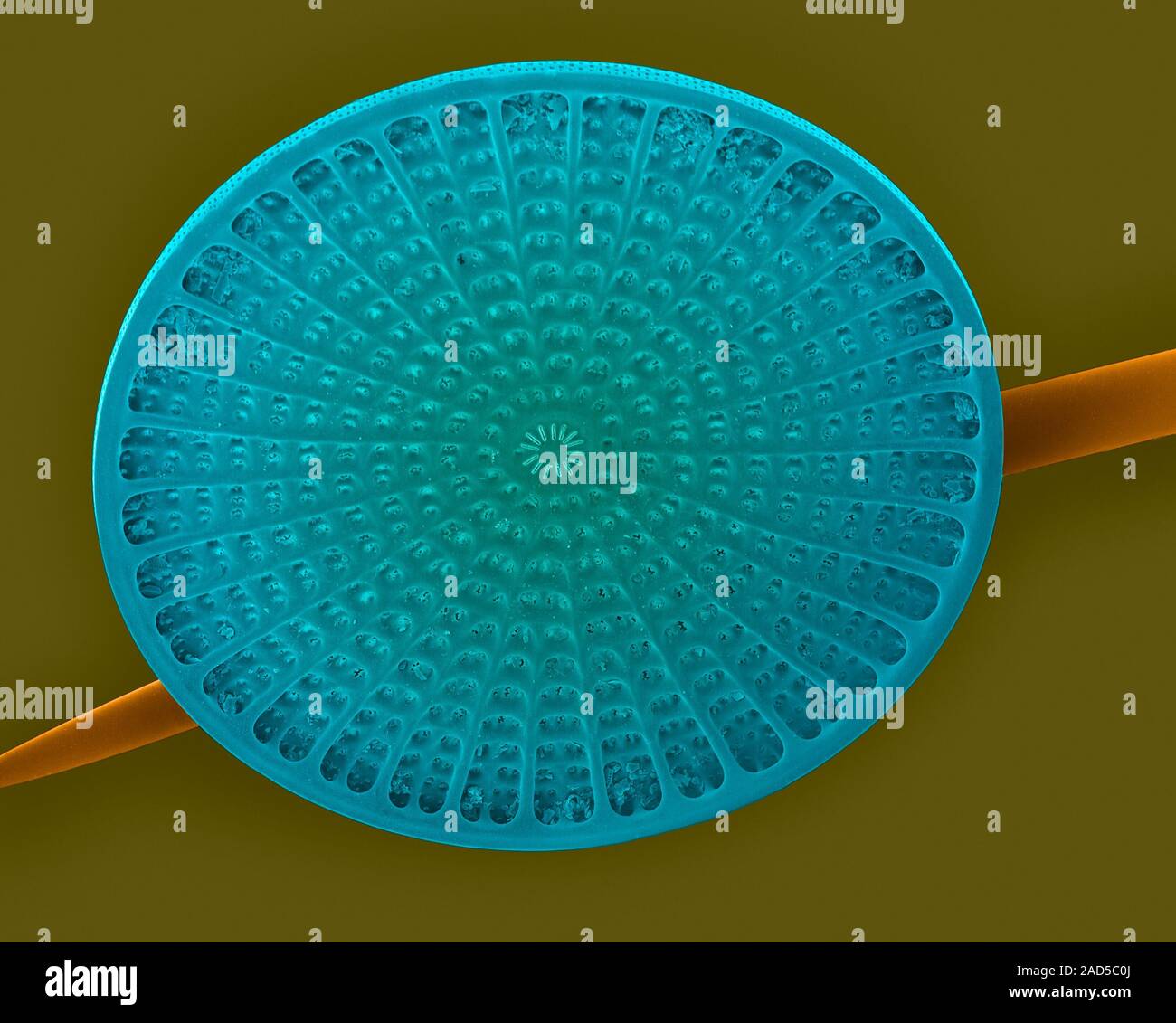 Coloured scanning electron micrograph (SEM) of marine centric diatom ...