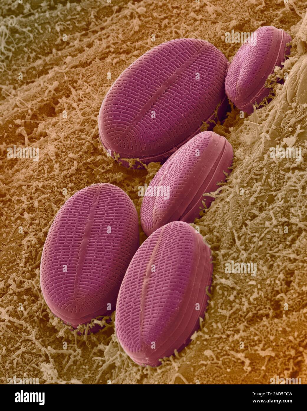 Coloured scanning electron micrograph (SEM) of fresh water pennate ...