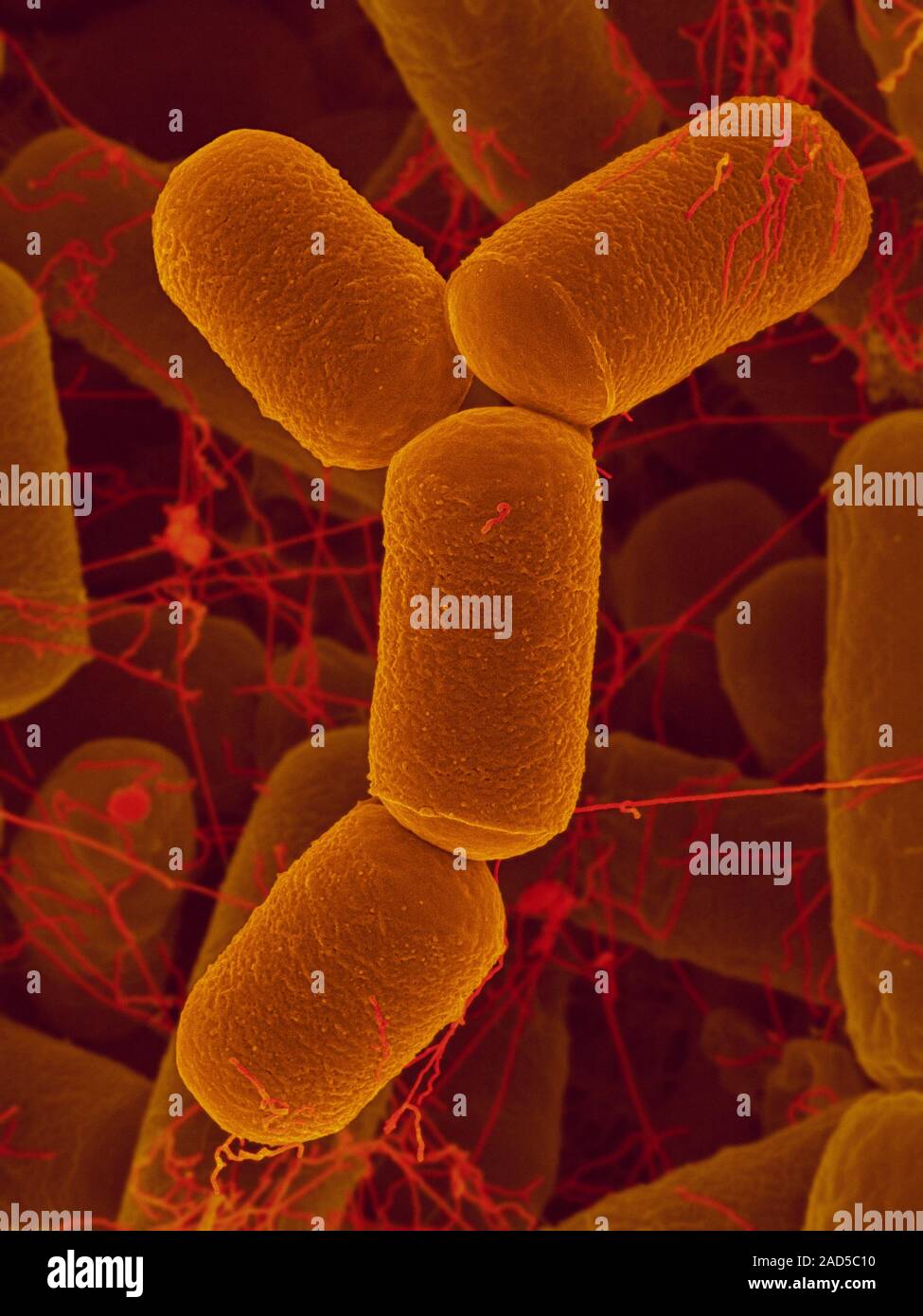 Coloured scanning electron micrograph (SEM) of Archaea human intestine ...