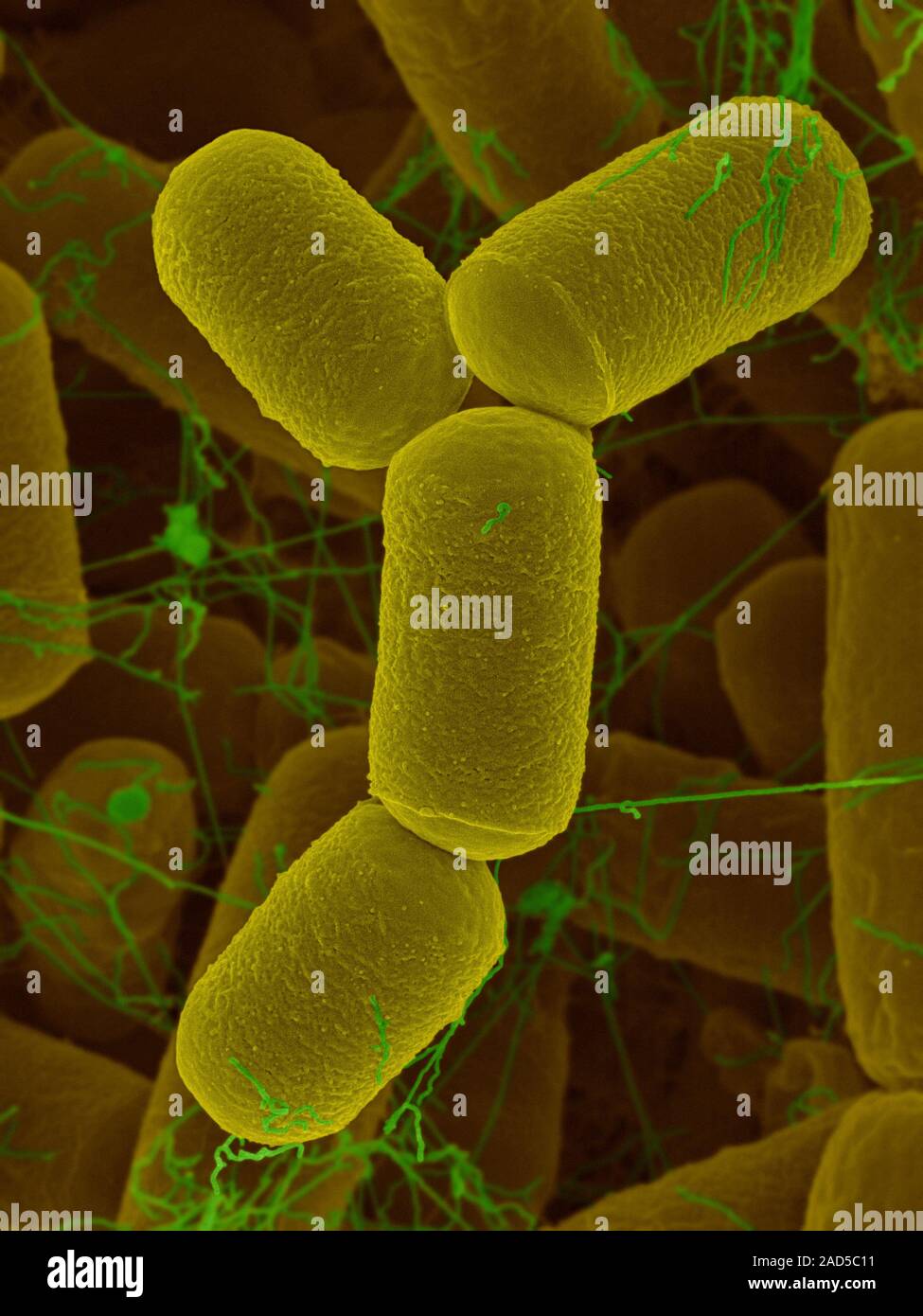 Coloured scanning electron micrograph (SEM) of Archaea human intestine ...