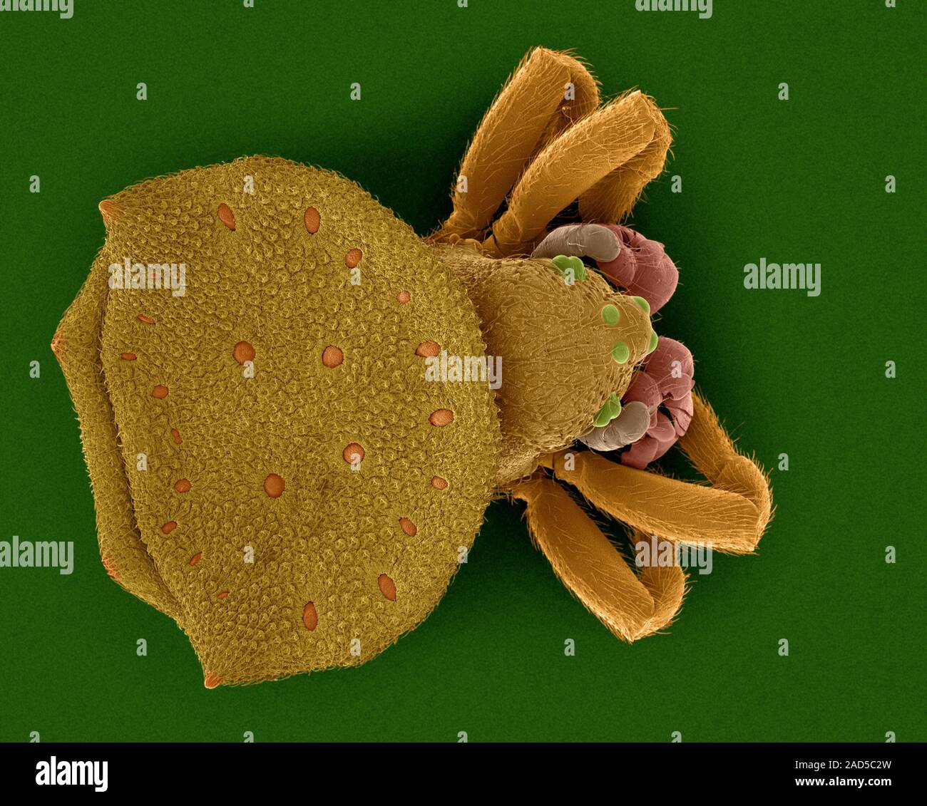 Coloured scanning electron micrograph (SEM) of Spiny-backed spider ...