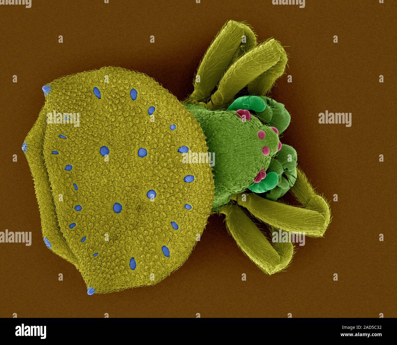 Coloured scanning electron micrograph (SEM) of Spiny-backed spider ...