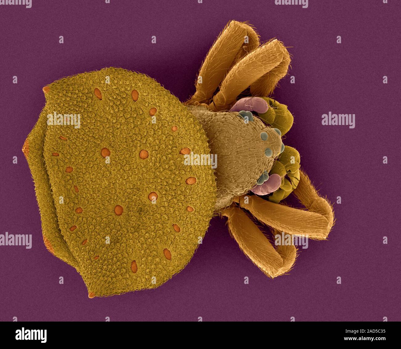 Coloured scanning electron micrograph (SEM) of Spiny-backed spider ...