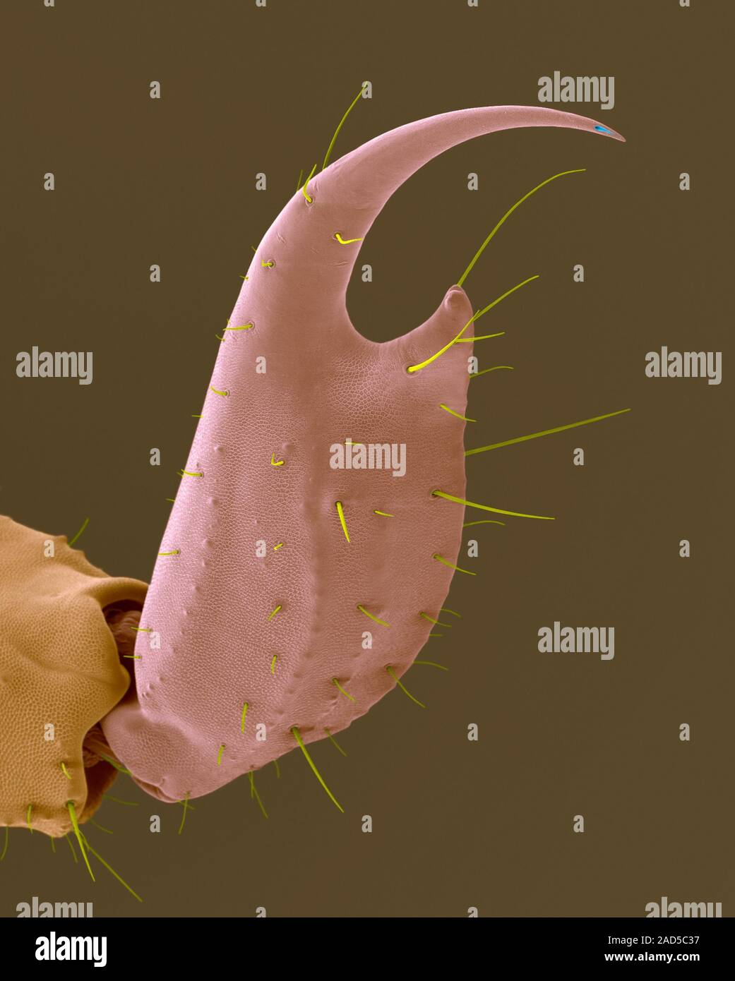 Coloured scanning electron micrograph (SEM) of Lesser brown scorpion ...