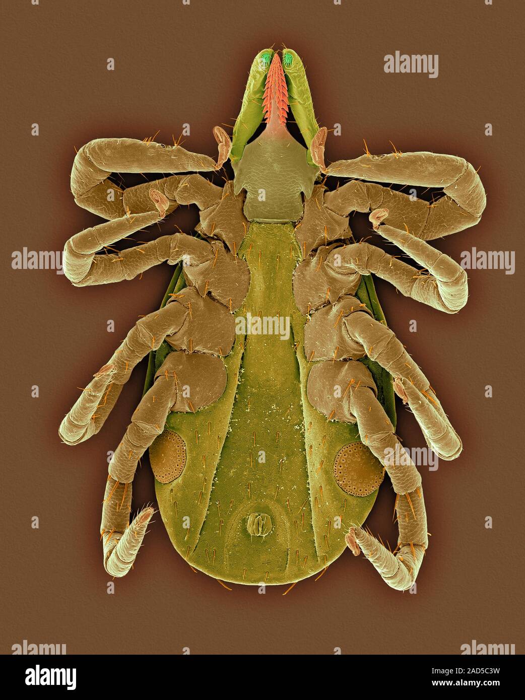 Coloured scanning electron micrograph (SEM) of Deer tick (Ixodes ...