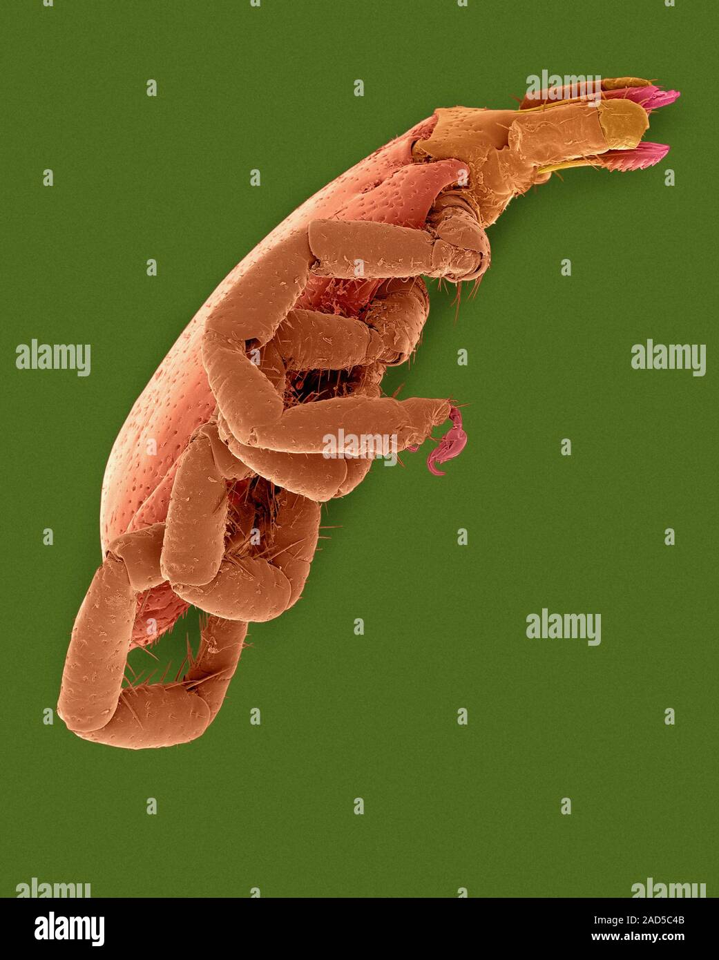 Coloured scanning electron micrograph (SEM) of American dog tick ...